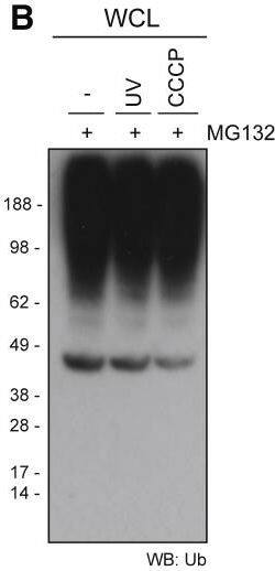 Ubiquitin Antibody (Ubi-1) (NB300-130) | Bio-Techne