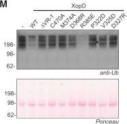 Ubiquitin Antibody (Ubi-1) (NB300-130) | Bio-Techne