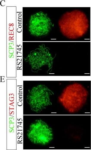 SCP3/SYCP3 Antibody - BSA Free (NB300-232) | Bio-Techne