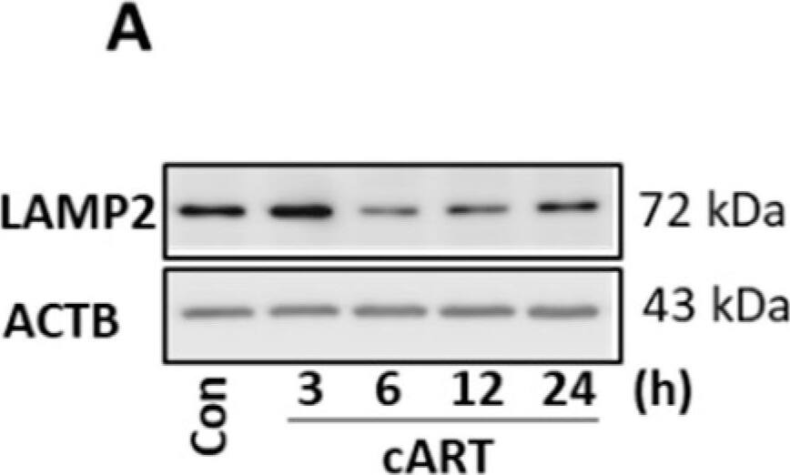 LAMP-2/CD107b Antibody (NB300-591) | Bio-Techne