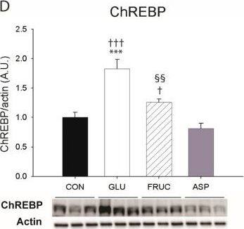 CHREBP Antibody - BSA Free (NB400-135) | Bio-Techne