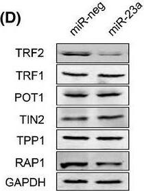 POT1 Antibody (NB500-176) | Bio-Techne