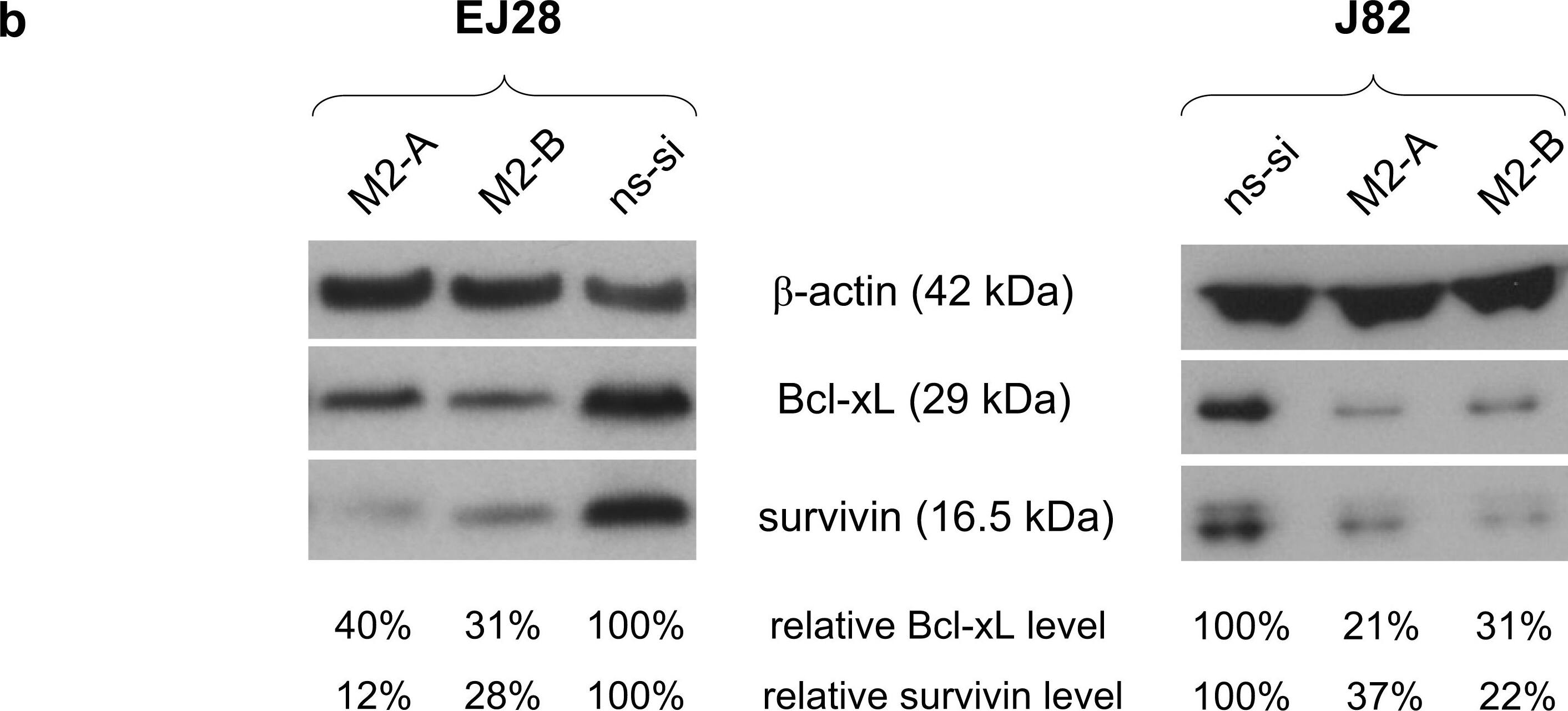 Survivin Antibody - BSA Free (NB500-201) | Bio-Techne