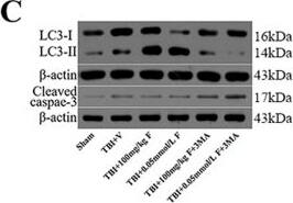 LC3B Antibody - BSA Free (NB600-1384) | Bio-Techne