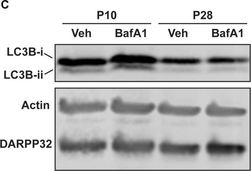 LC3B Antibody - BSA Free (NB600-1384) | Bio-Techne