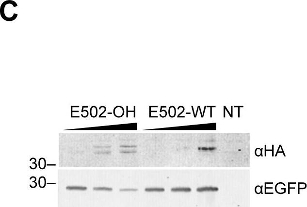 HA Tag Antibody (NB600-363) | Bio-Techne