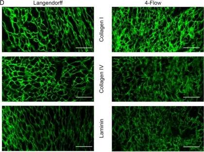 Collagen I Antibody (NB600-408) | Bio-Techne