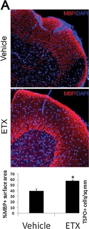 MBP Antibody (12) (NB600-717) | Bio-Techne