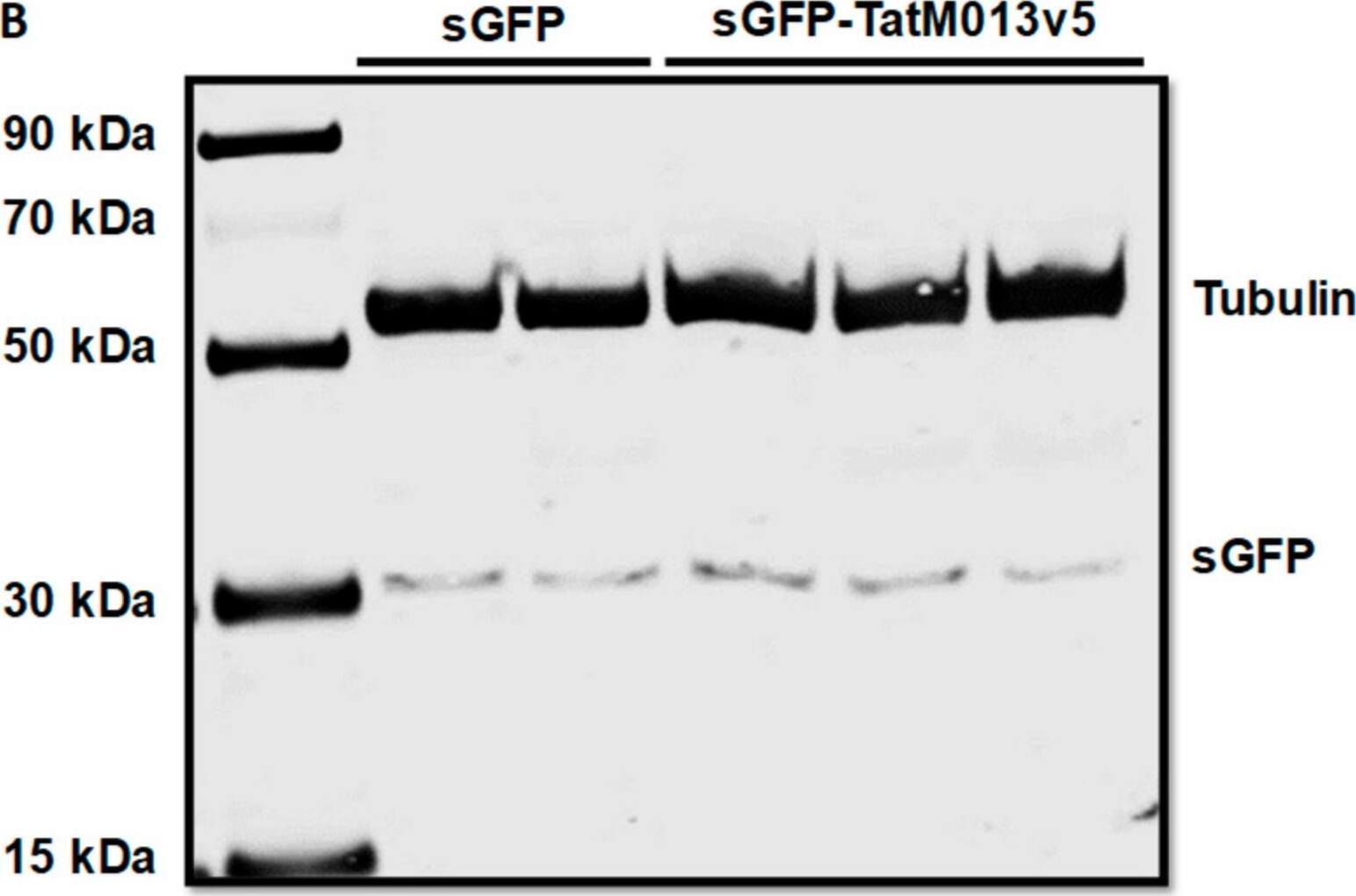 beta Tubulin Antibody - BSA Free (NB600-936) | Bio-Techne