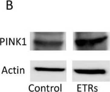 PINK1 Antibody - BSA Free (NB600-973) by Novus, Part of Bio-Techne