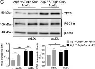 PGC1 alpha Antibody - BSA Free (NBP1-04676) | Bio-Techne