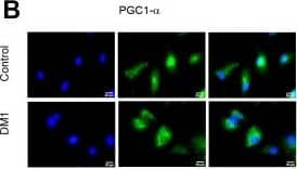 PGC1 alpha Antibody - BSA Free (NBP1-04676) by Novus, Part of Bio-Techne