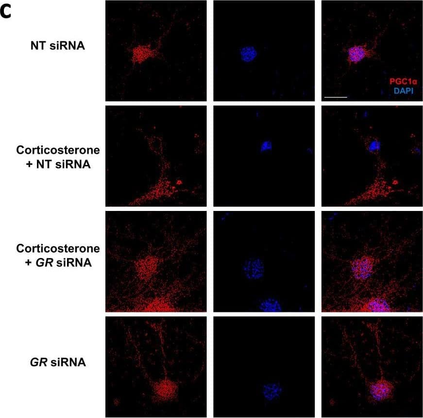 PGC1 alpha Antibody - BSA Free (NBP1-04676) by Novus, Part of Bio-Techne
