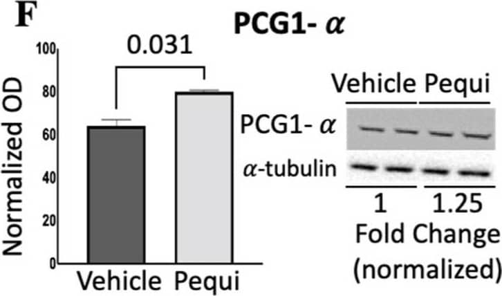 PGC1 alpha Antibody - BSA Free (NBP1-04676) by Novus, Part of Bio-Techne