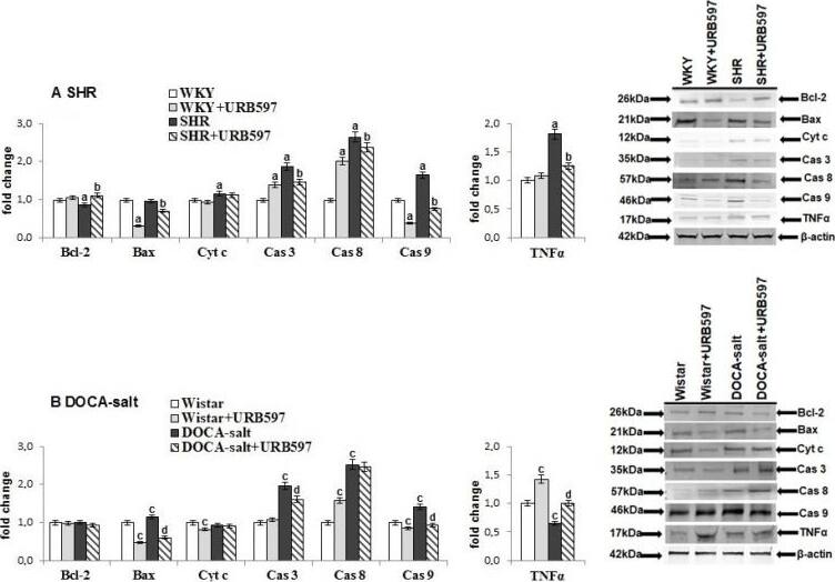 Caspase-8 Antibody - (Pro and Active) (NBP1-05123) | Bio-Techne
