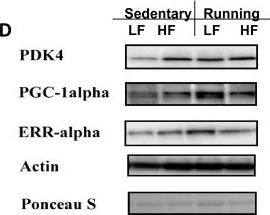 PDK4 Antibody - BSA Free (NBP1-07047) | Bio-Techne