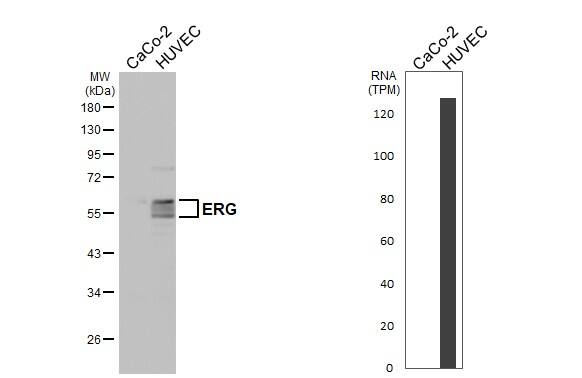 ERG Antibody - BSA Free (NBP1-31370) by Novus, Part of Bio-Techne