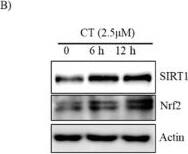Nrf2 Antibody (NBP1-32822) | Bio-Techne