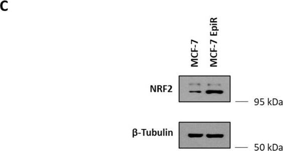 Nrf2 Antibody (NBP1-32822) | Bio-Techne