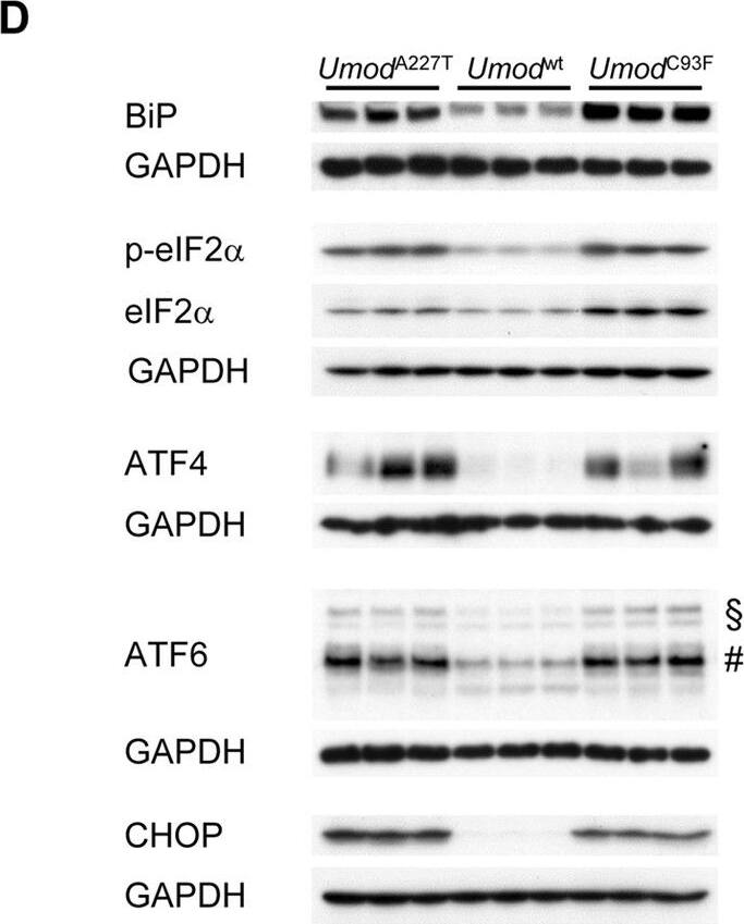 ATF6 Antibody (70B1413.1) - BSA Free (NBP1-40256) | Bio-Techne