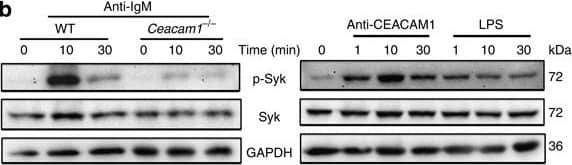 CEACAM1/CD66a Antibody (CC1) - BSA Free (NBP1-43390) | Bio-Techne