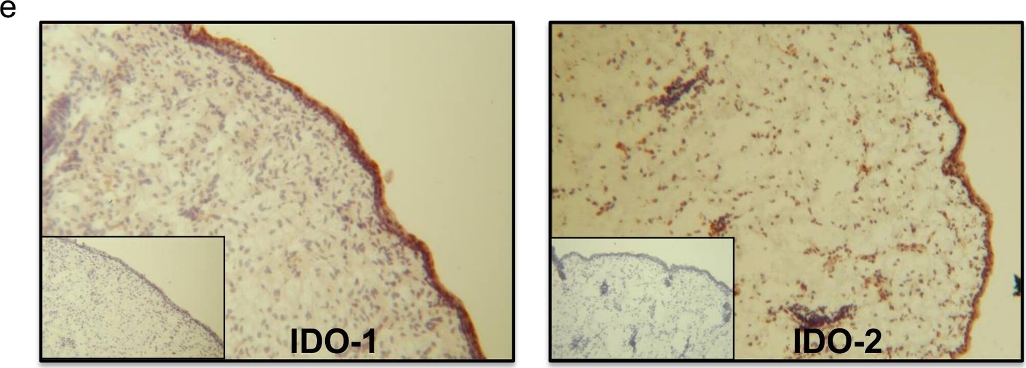 IDO2 Antibody (NBP1-45209) | Bio-Techne