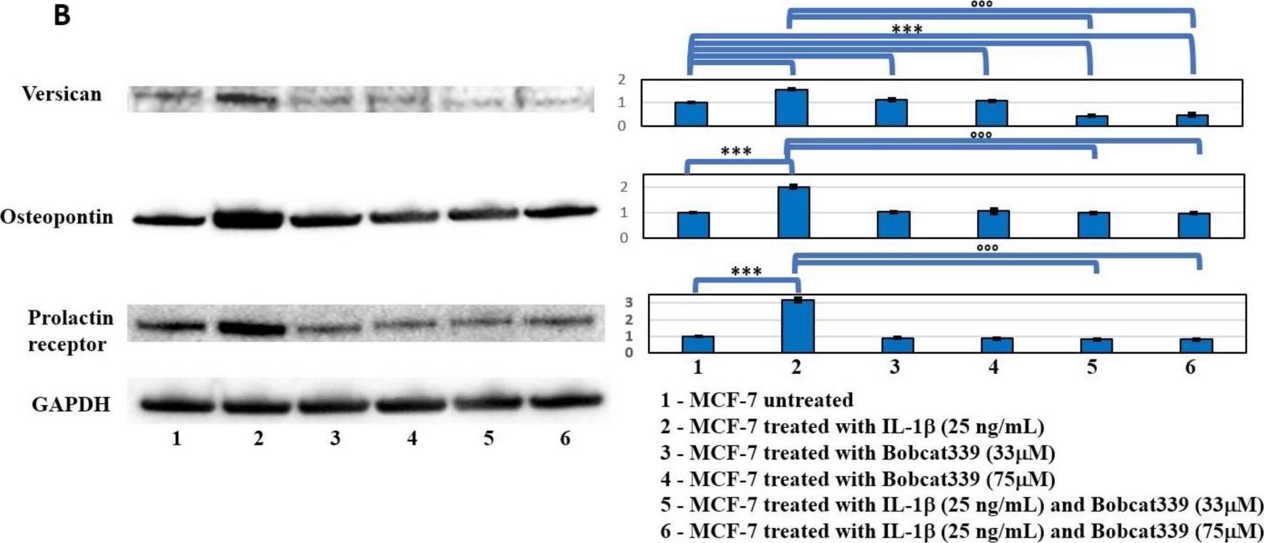 Osteopontin/OPN Antibody - BSA Free (NBP1-59190) by Novus, Part of Bio ...