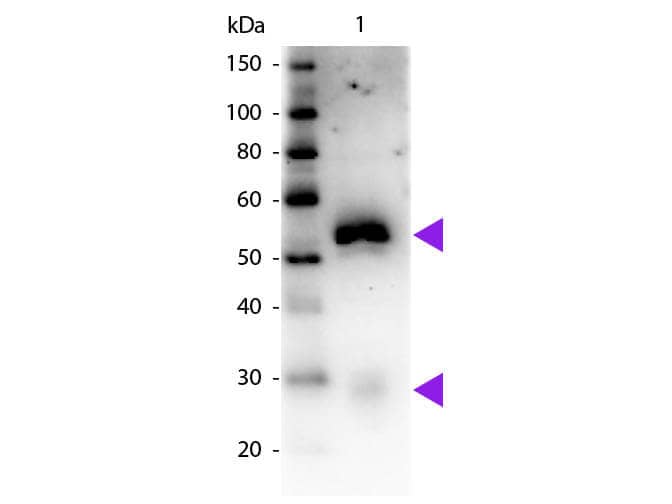 Mouse anti-Rabbit IgG (H+L) Secondary Antibody [HRP] (Pre-adsorbed ...