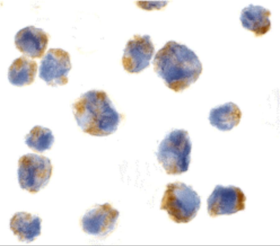 CCL11/Eotaxin Antibody - BSA Free (NBP1-77046) by Novus, Part of Bio-Techne