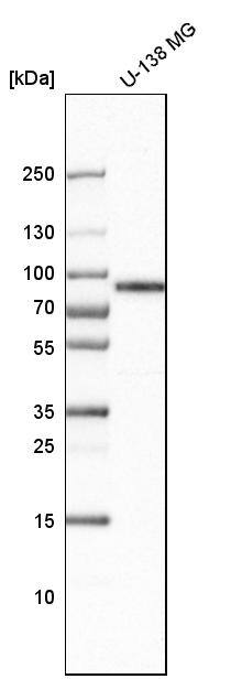 LIMPII/SR-B2 Antibody - BSA Free (NBP1-84583) by Novus, Part of Bio-Techne