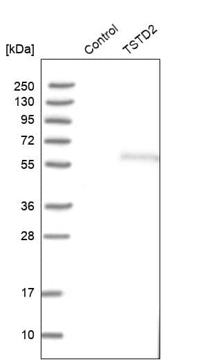 TSTD2 Antibody - BSA Free (NBP1-86695) by Novus, Part of Bio-Techne