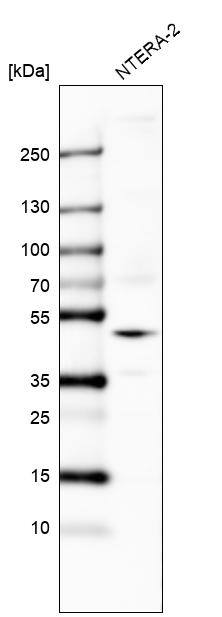 GPR27 Antibody - BSA Free (NBP1-87003) by Novus, Part of Bio-Techne