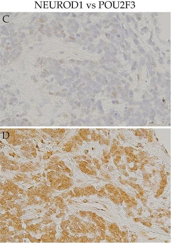 NeuroD1 Antibody (NBP1-88661) | Bio-Techne