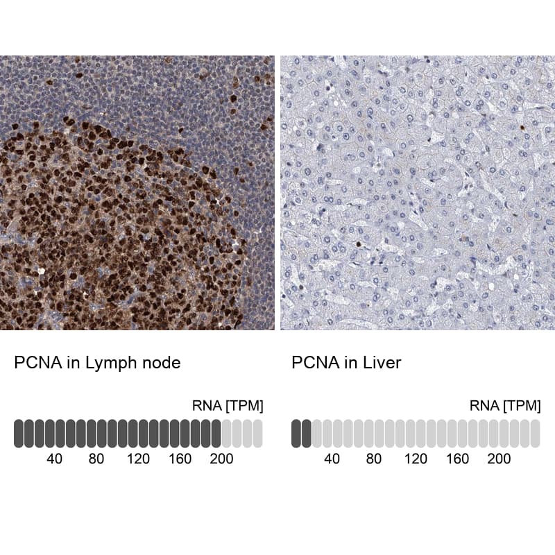 PCNA Antibody - BSA Free (NBP1-89503) by Novus, Part of Bio-Techne