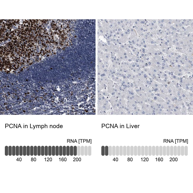 PCNA Antibody - BSA Free (NBP1-89504) by Novus, Part of Bio-Techne
