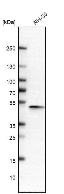 APMAP Antibody - BSA Free (NBP1-89927) by Novus, Part of Bio-Techne