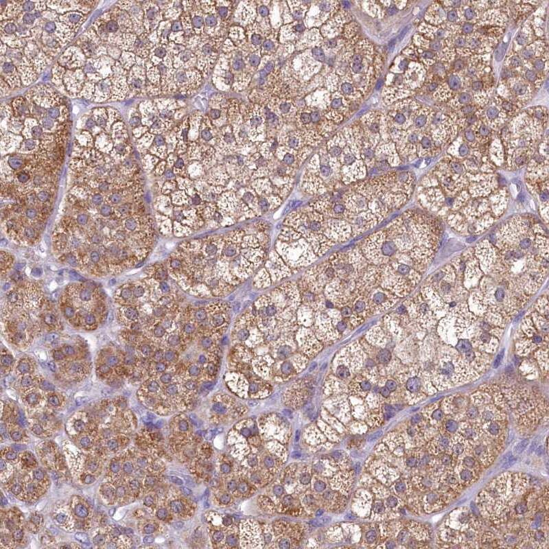 MRP63 Antibody - BSA Free (NBP1-90898) by Novus, Part of Bio-Techne
