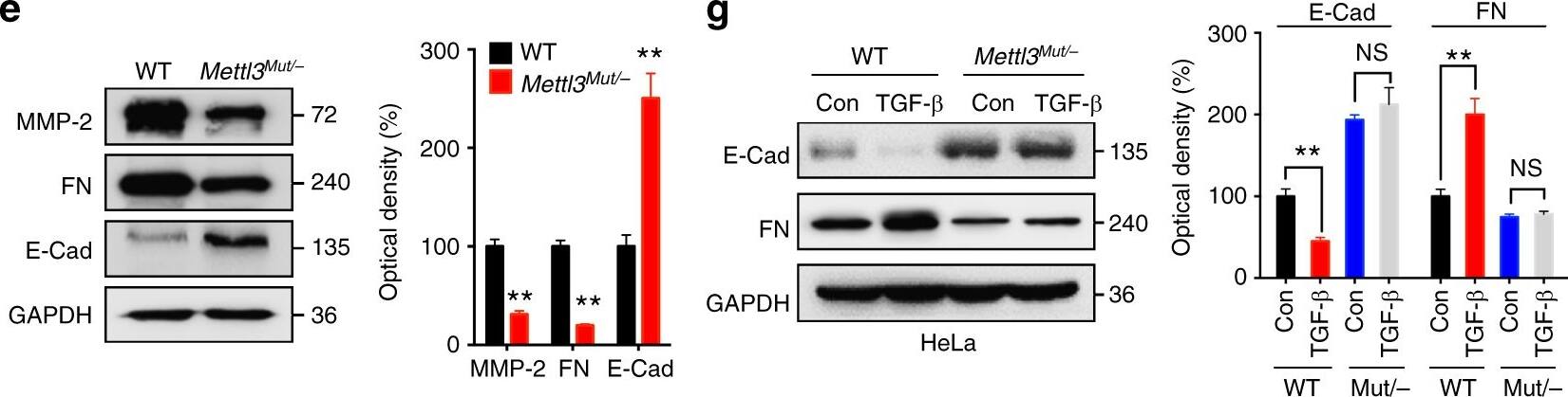 Fibronectin Antibody - BSA Free (NBP1-91258) | Bio-Techne