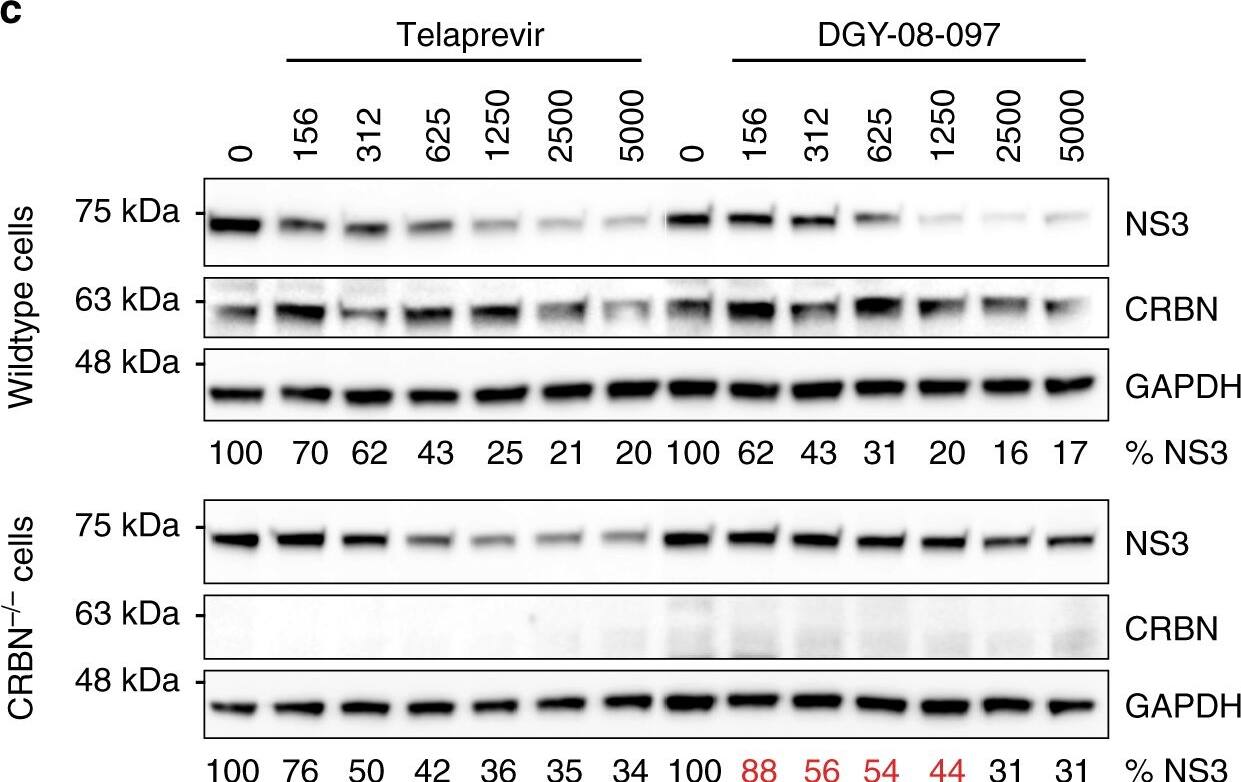 CRBN Antibody (NBP1-91810) | Bio-Techne
