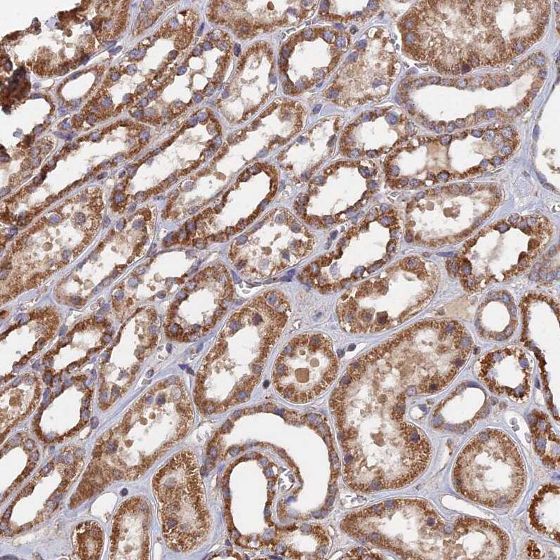 SPANXN4 Antibody - BSA Free (NBP1-94095) by Novus, Part of Bio-Techne