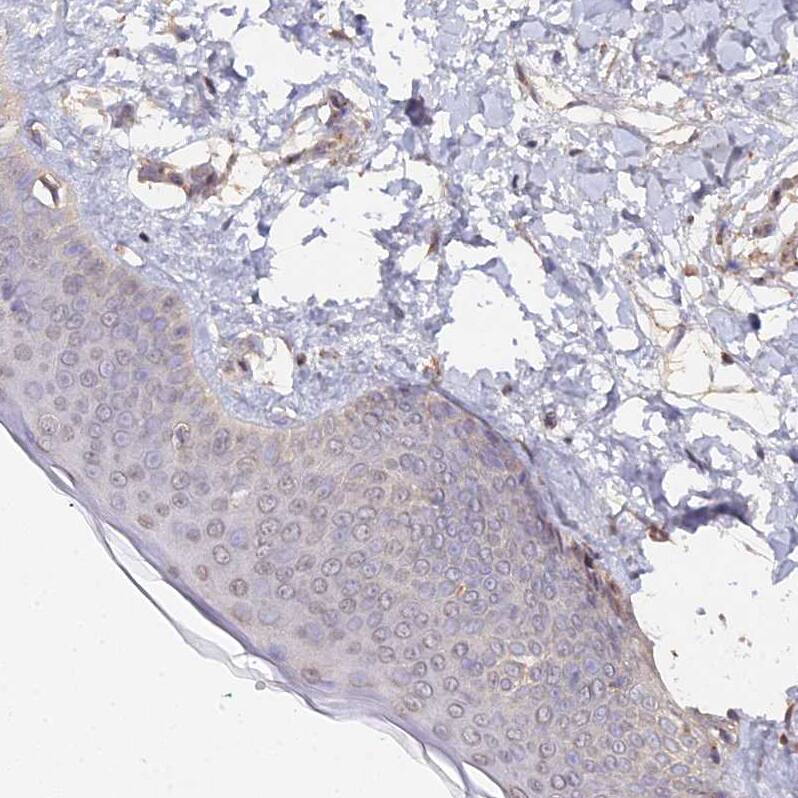 SPANXN4 Antibody - BSA Free (NBP1-94095) by Novus, Part of Bio-Techne