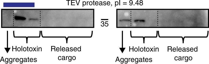 TEV Protease Antibody (NBP1-97669) | Bio-Techne