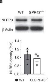 NLRP3/NALP3 Antibody - BSA Free (NBP2-12446) | Bio-Techne