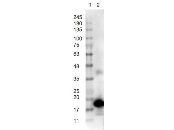 Trypsin Inhibitor Antibody - BSA Free (NBP2-21629) by Novus, Part of ...