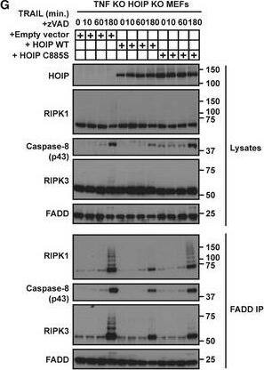 RIPK3/RIP3 Antibody - BSA Free (NBP2-24588) | Bio-Techne