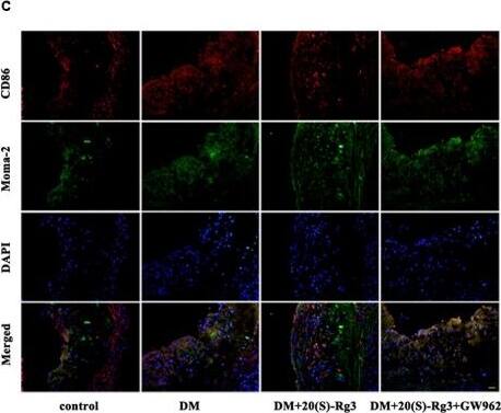 B7-2/CD86 Antibody (BU63) (NBP2-25208) | Bio-Techne