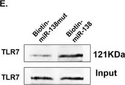 TLR7 Antibody (4G6) - BSA Free (NBP2-27332) | Bio-Techne