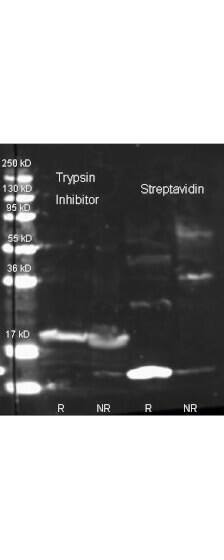 Trypsin Inhibitor Antibody [HRP] (NBP2-44238) by Novus, Part of Bio-Techne