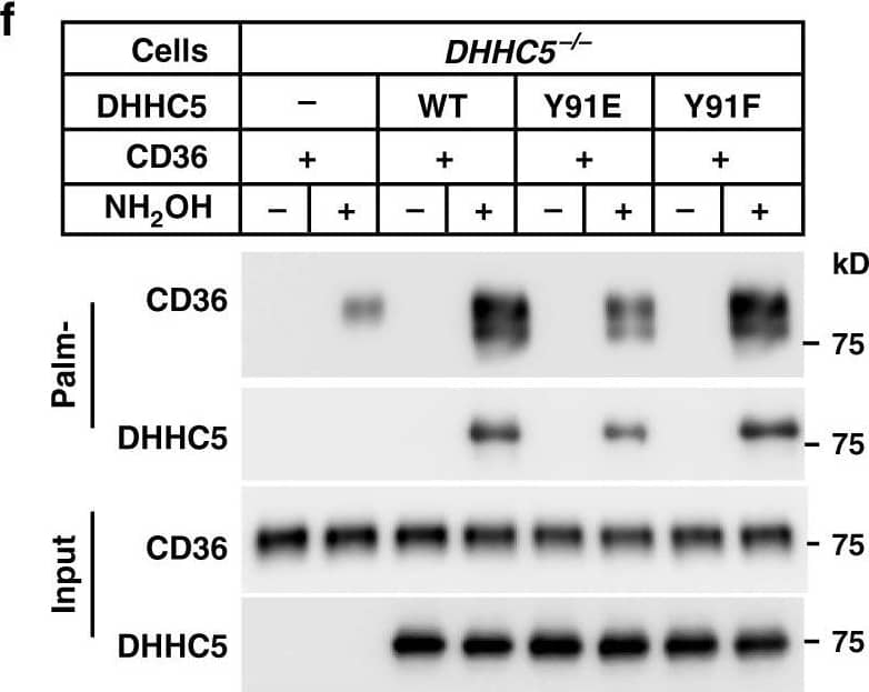 CD36 Antibody (1283D) - BSA Free (NBP2-54790) | Bio-Techne