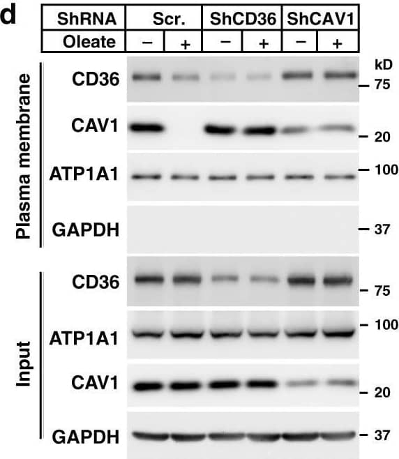 CD36 Antibody (1283D) - BSA Free (NBP2-54790) | Bio-Techne